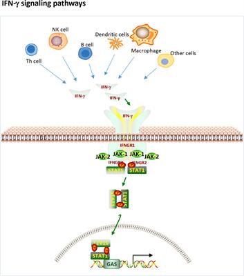 Frontiers | IFN-γ, should not be ignored in SLE